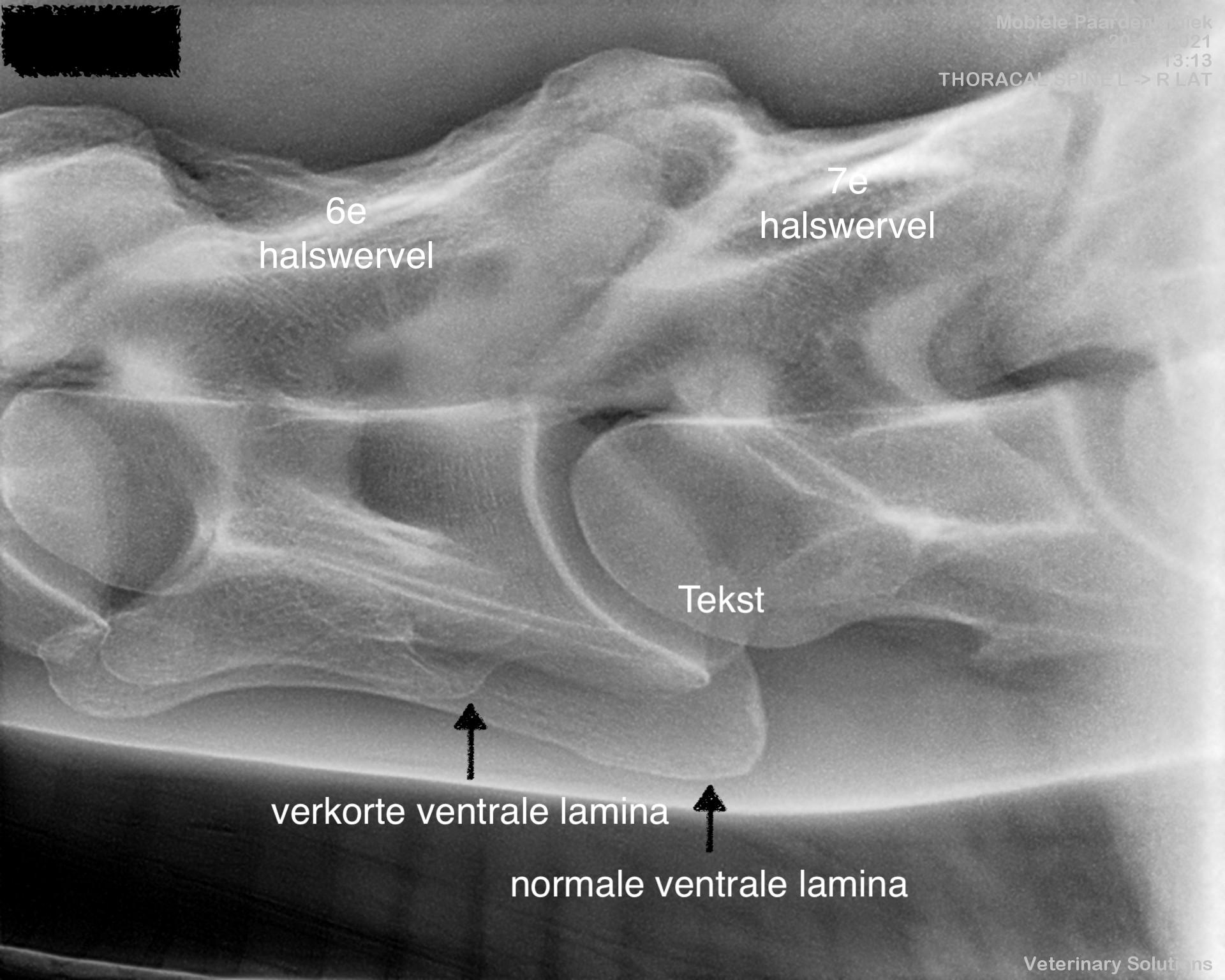 Diagnose - Equinecvm
